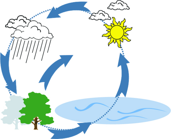 Vandets kredsløb i organismer - undervisningsmateriale til biologi