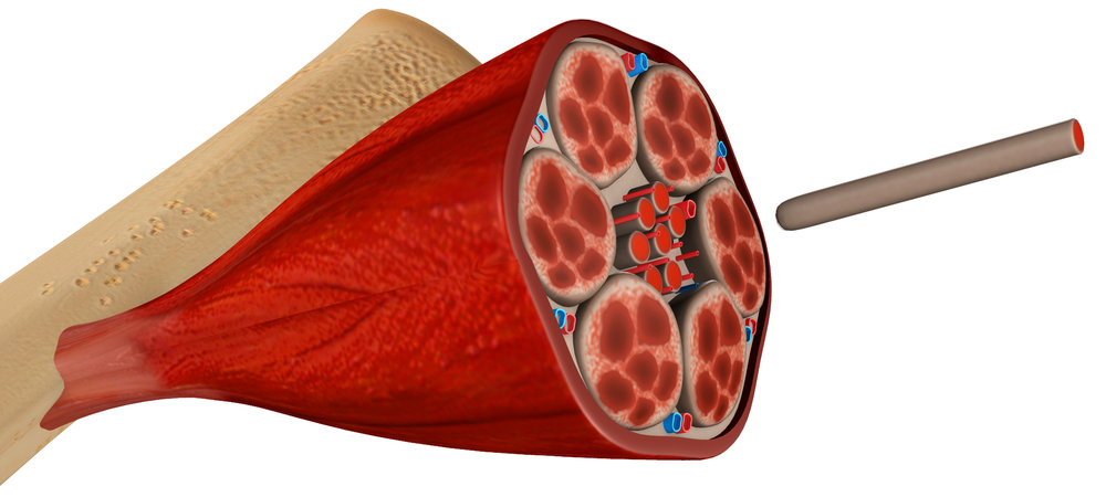 Muskler - undervisningsmateriale til biologi