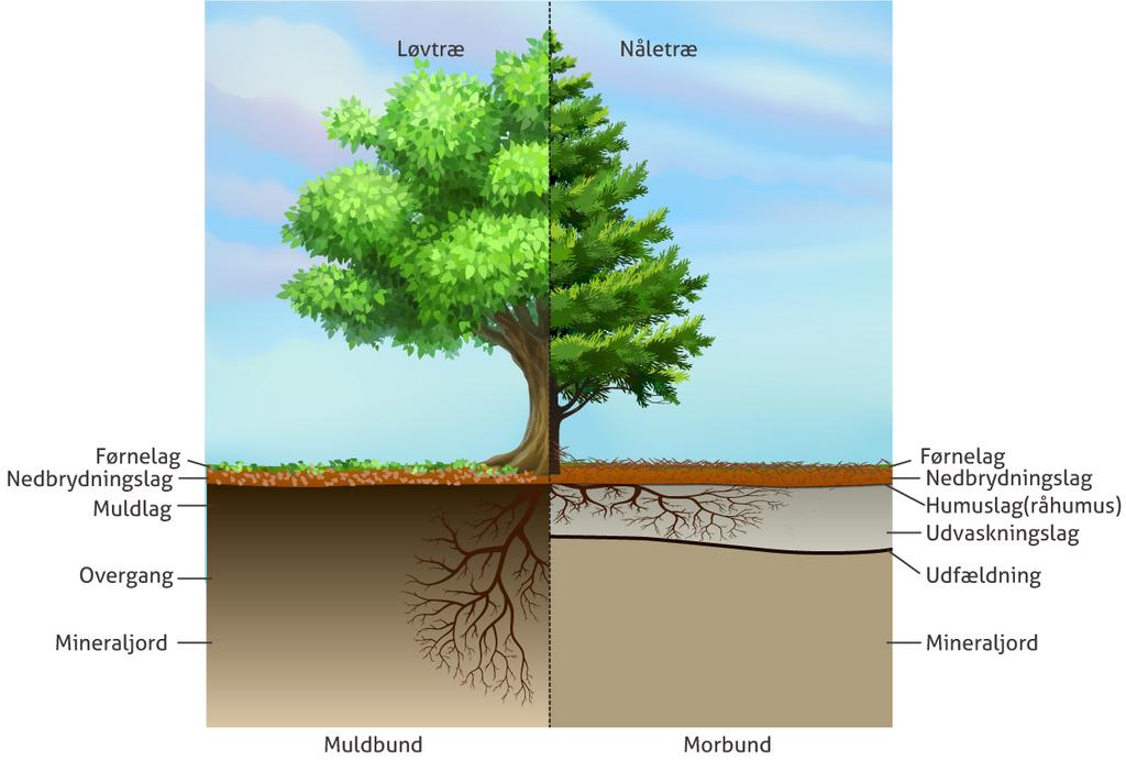 Jordbund – muld og mor